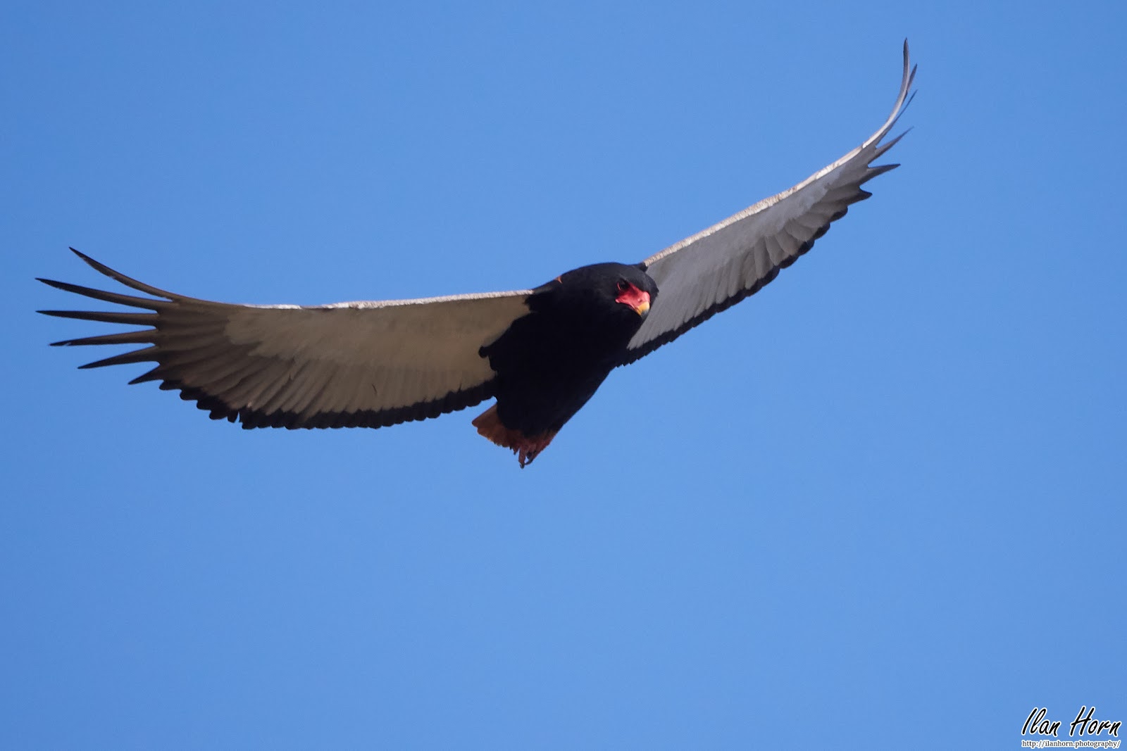 Bateleur Eagle Flying