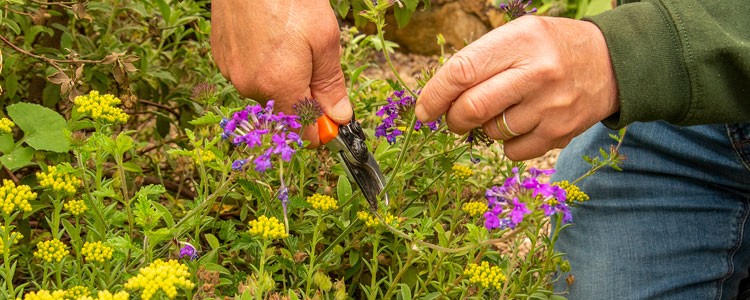 Barnsdale Garden Diary