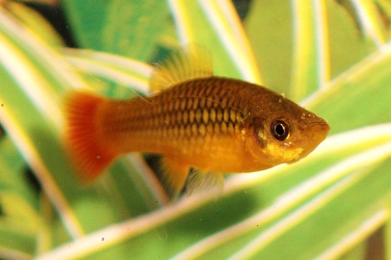 Budidaya Ikan Platy Variatus (Sunset Platy, Platy Variatus)