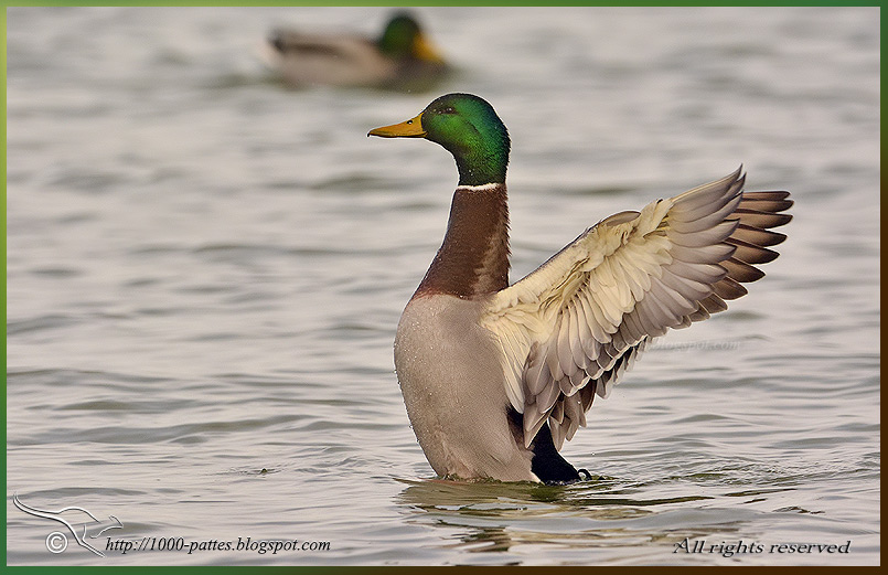 WILDLIFE GATEWAY: Les canards de surface