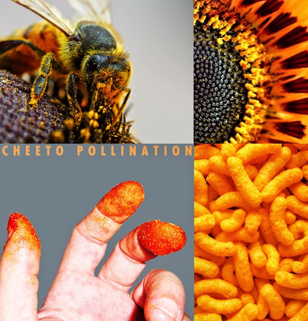 E is for Explore!: Pollination