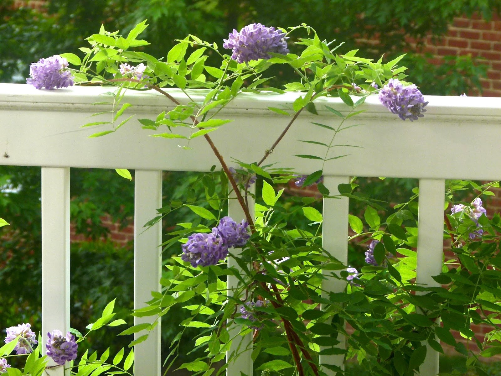 BeautifulNativePlants: More Love for Native Vines