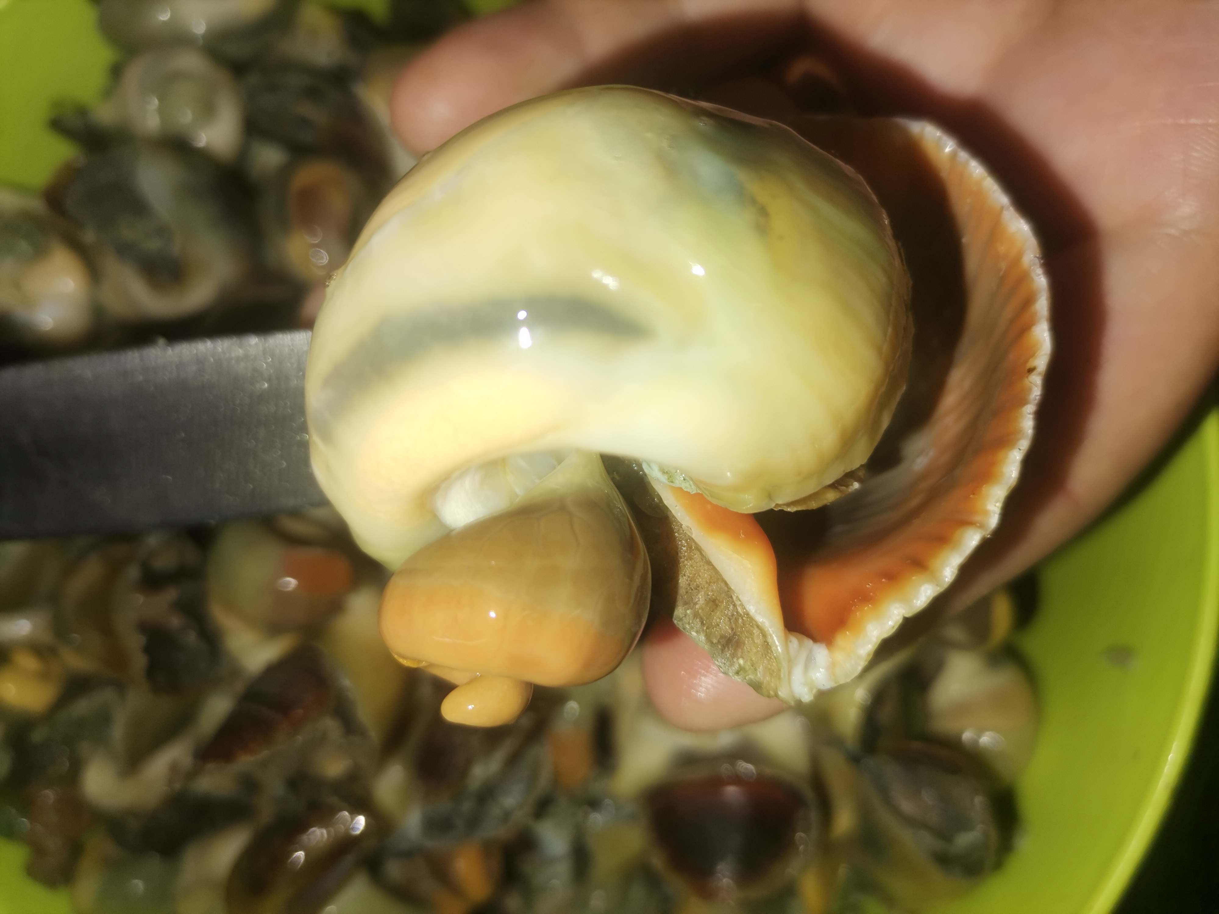 Rapane in sos cu vin de sfecla rosie, unt si usturoi