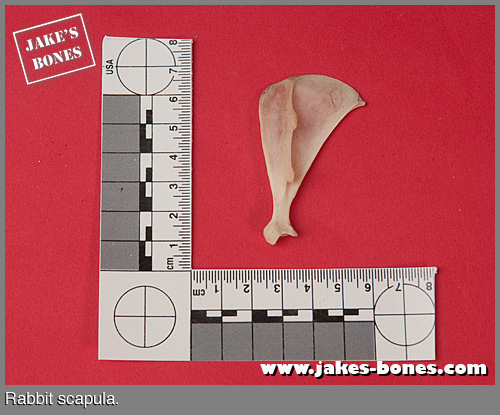 Comparing bones: scapulas (shoulder blades) : Jake's Bones