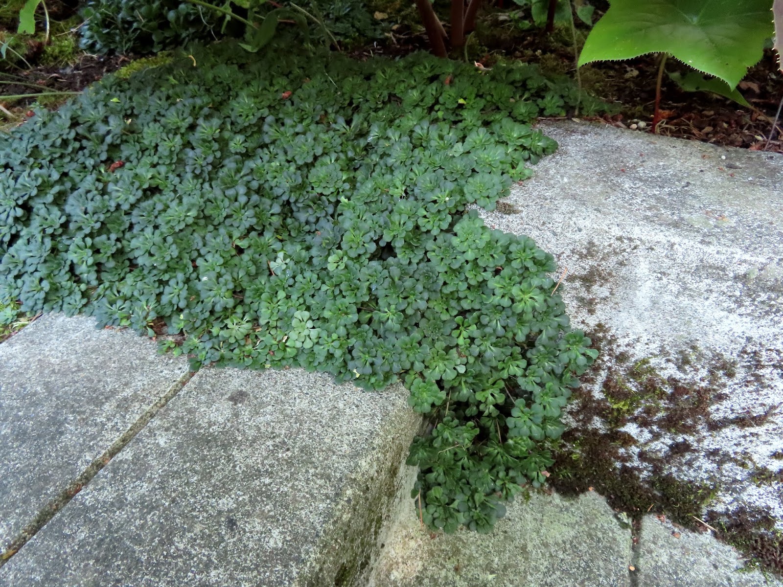 danger garden: Let's look at some groundcovers...