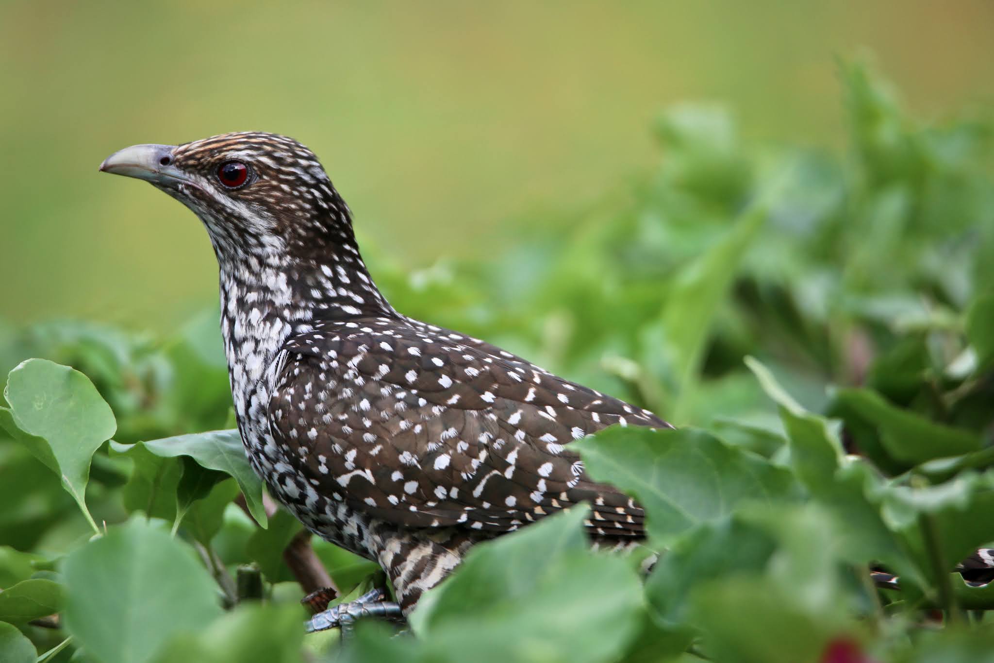 The Asian Koel has Enchanting Spots in Closeup