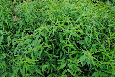 Sabah Snake Grass Herbal Leaves or Clinacanthus Nutans: Sabah Snake Grass