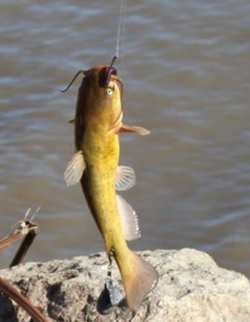 Fish Report: New Lake Loramie Spillway - Dave’s Midwestern Ohio Memories