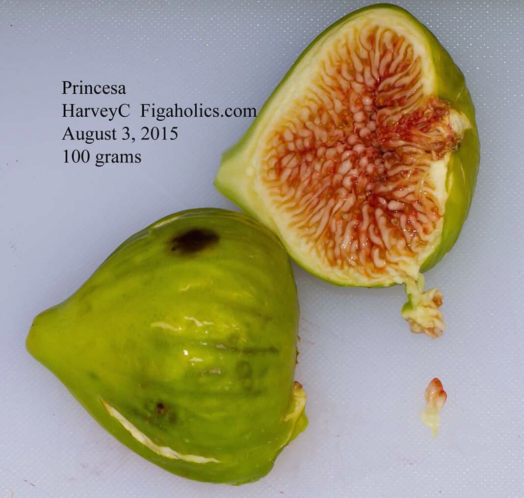 Princesa FIg - Var Tin