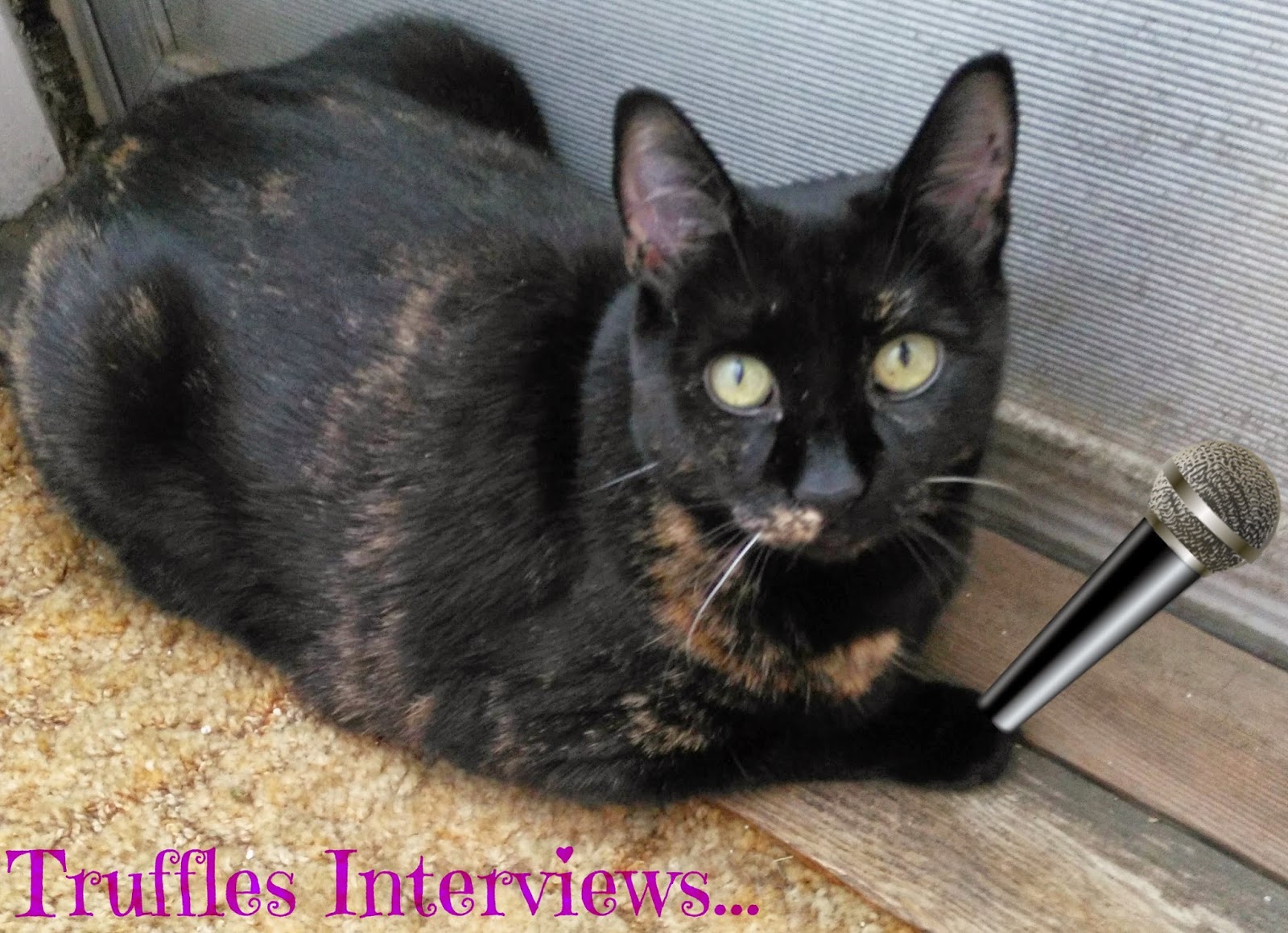 Melissa's Mochas, Mysteries and Meows: Truffles Interviews: Noe-Noe ...
