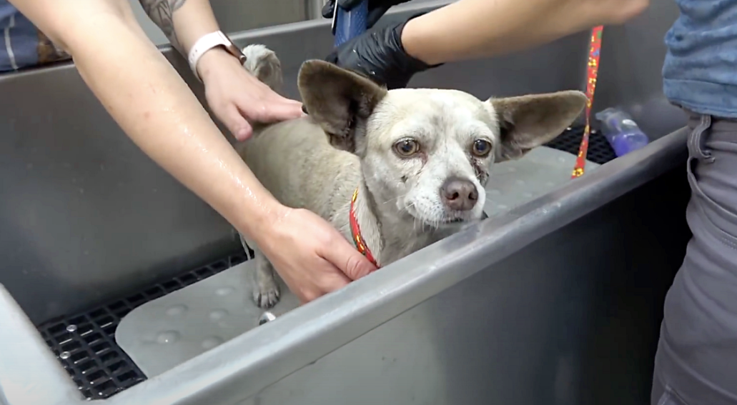 Owners Dump Dog In Lumber Yard And Toss All Of Her Belongings In Trash Bin