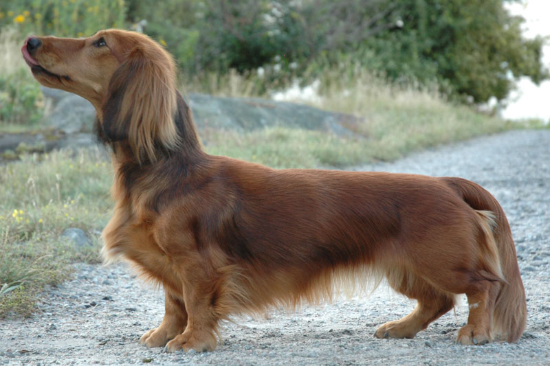 Jag ♥ hundar♥: Dagens Hund♥