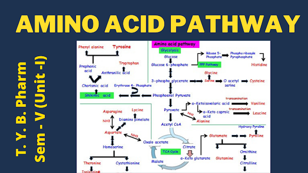 Amino acid Pathway I Pharmacognosy and Phytochemistry ( T. Y. B. Pharm ...