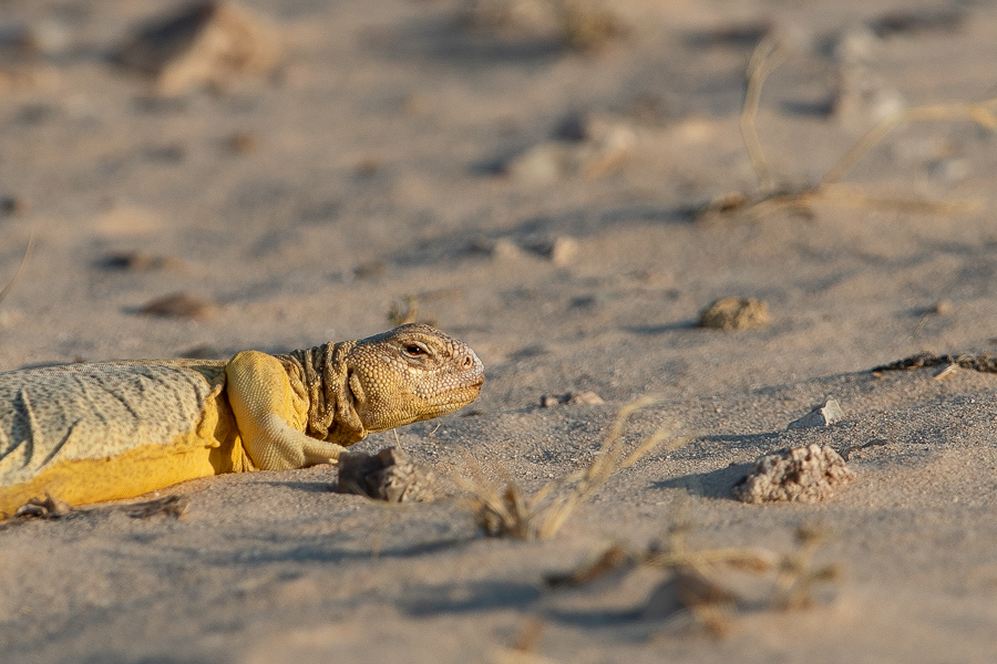 Birds of Saudi Arabia: Arabian Spiny-tailed Lizard - Wannan