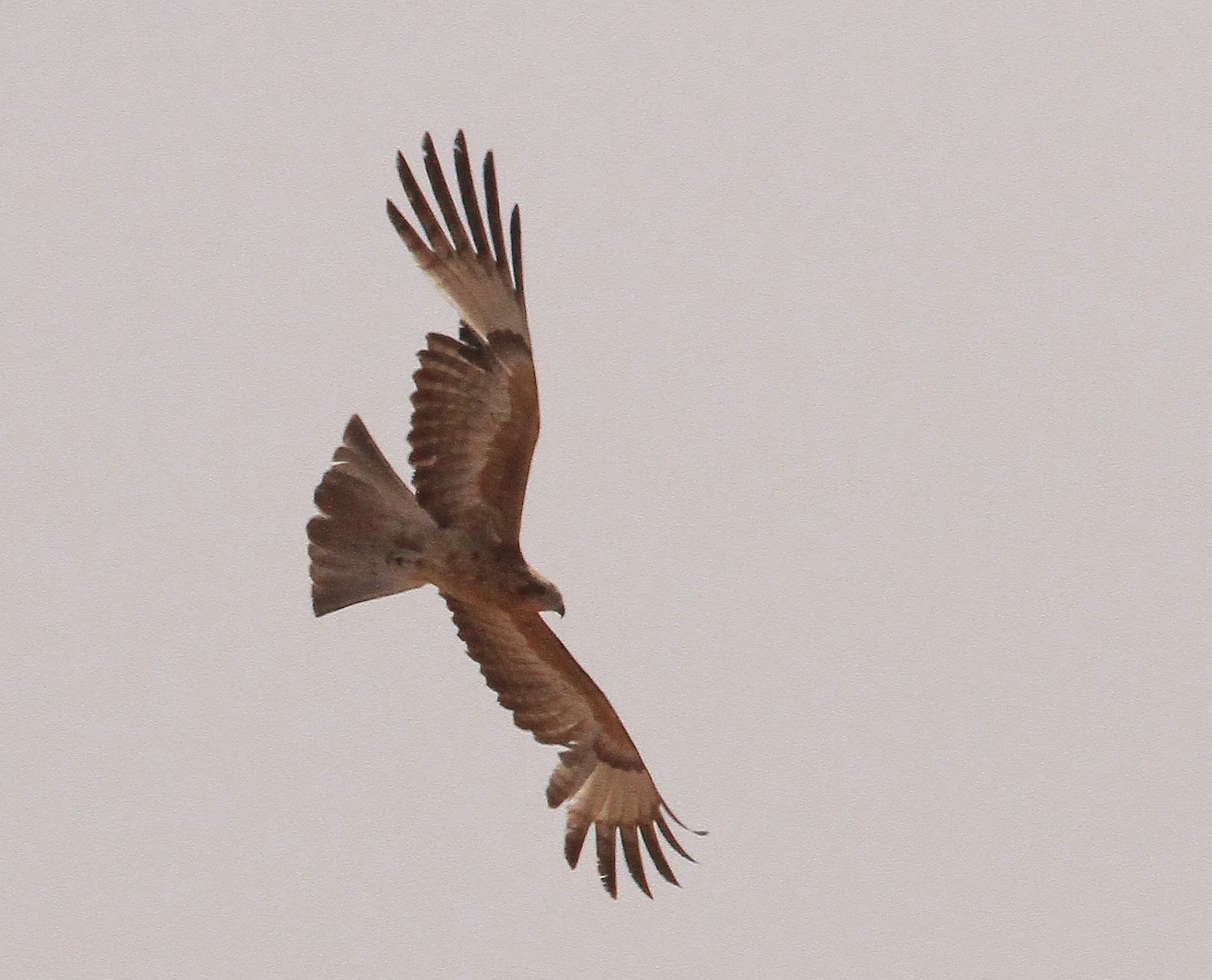 Richard Waring's Birds of Australia: Square-tailed Kite photos from ...