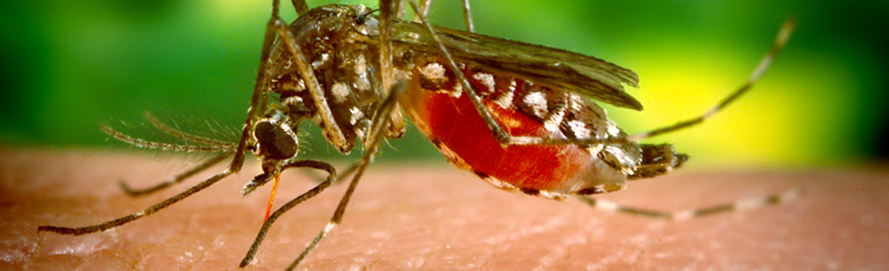 Vector Borne Diseases- Their cause and preventions