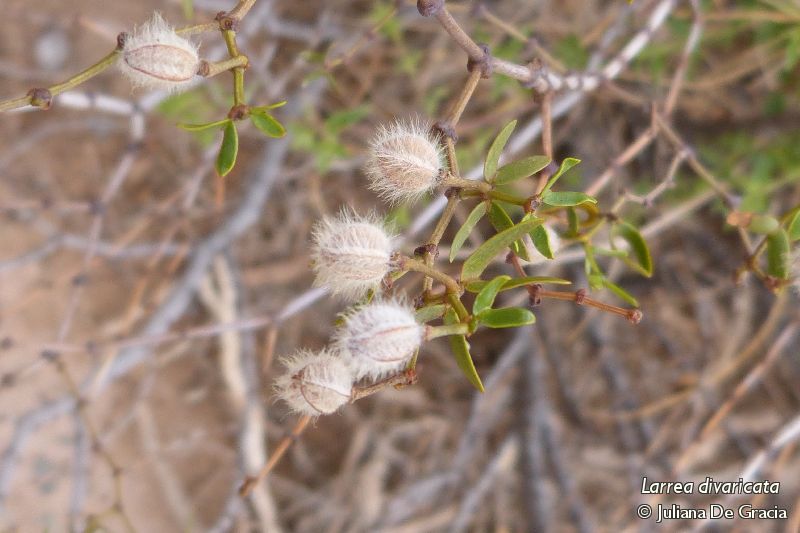 Argentina nativa: Jarilla (Larrea divaricata)