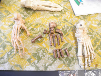 Human Fossils and Evolution: Ardi