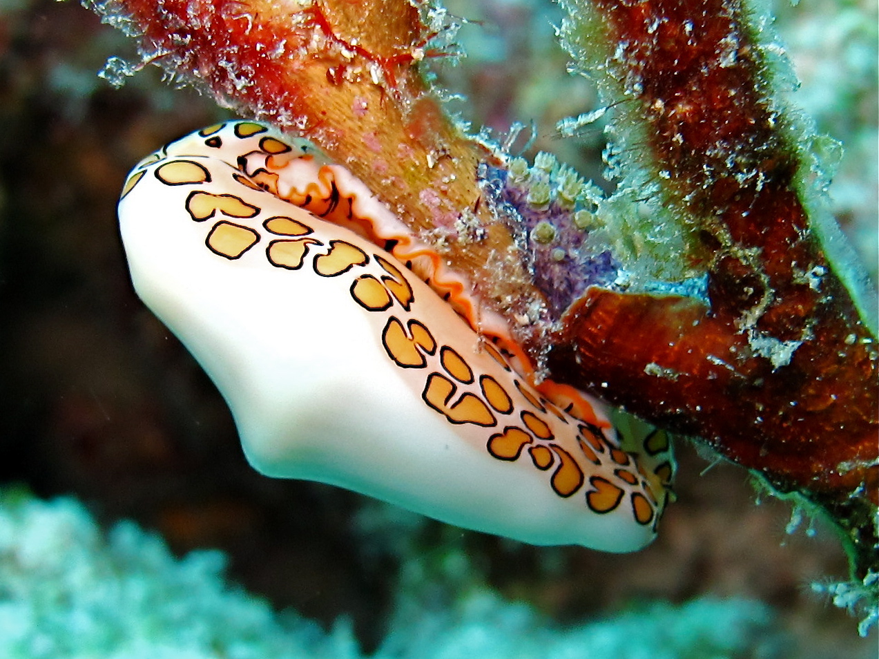 Real Monstrosities: Flamingo Tongue Snail