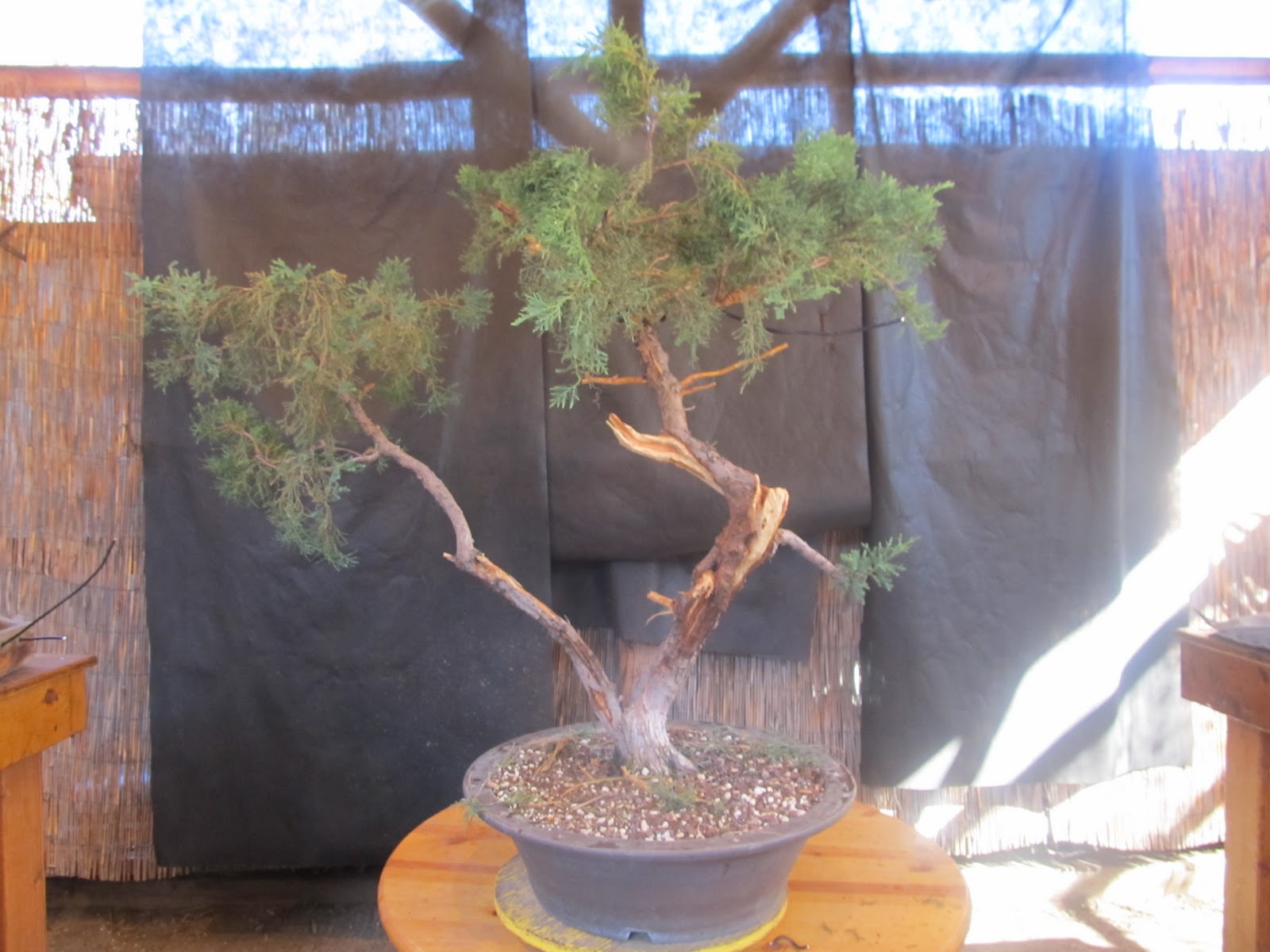 bonsaibp's bonsai blog: Large Juniper Project Part 3