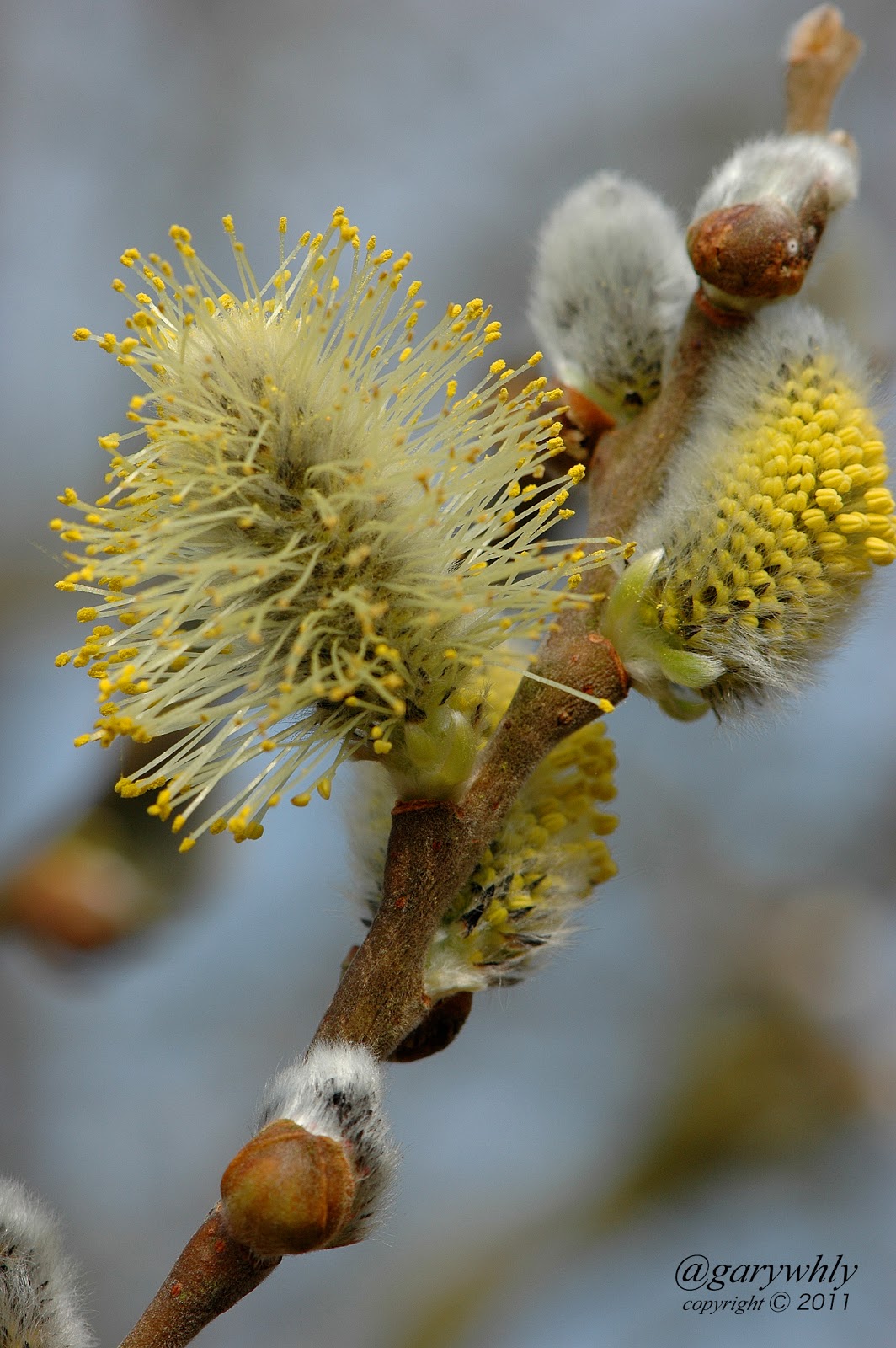 Nature My World: Catkin Buds