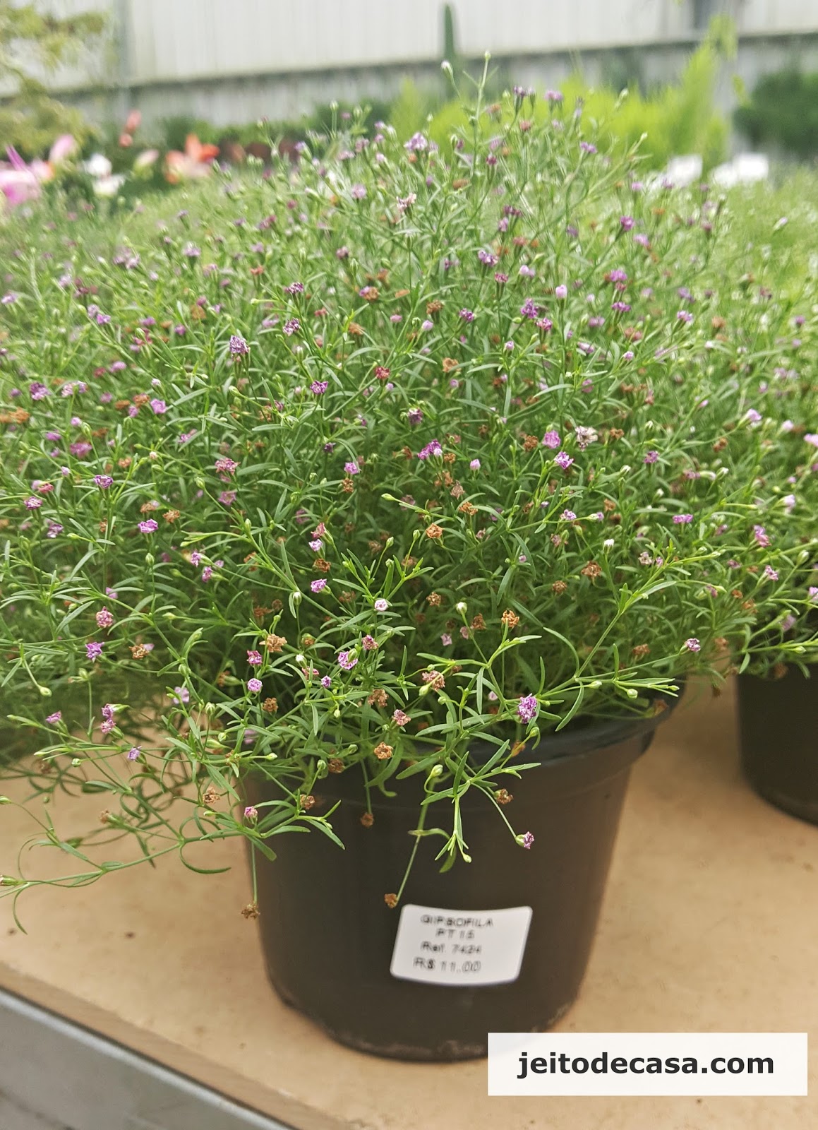 Flor mosquitinho lilás! - Jeito de Casa - Blog de Decoração e Arquitetura