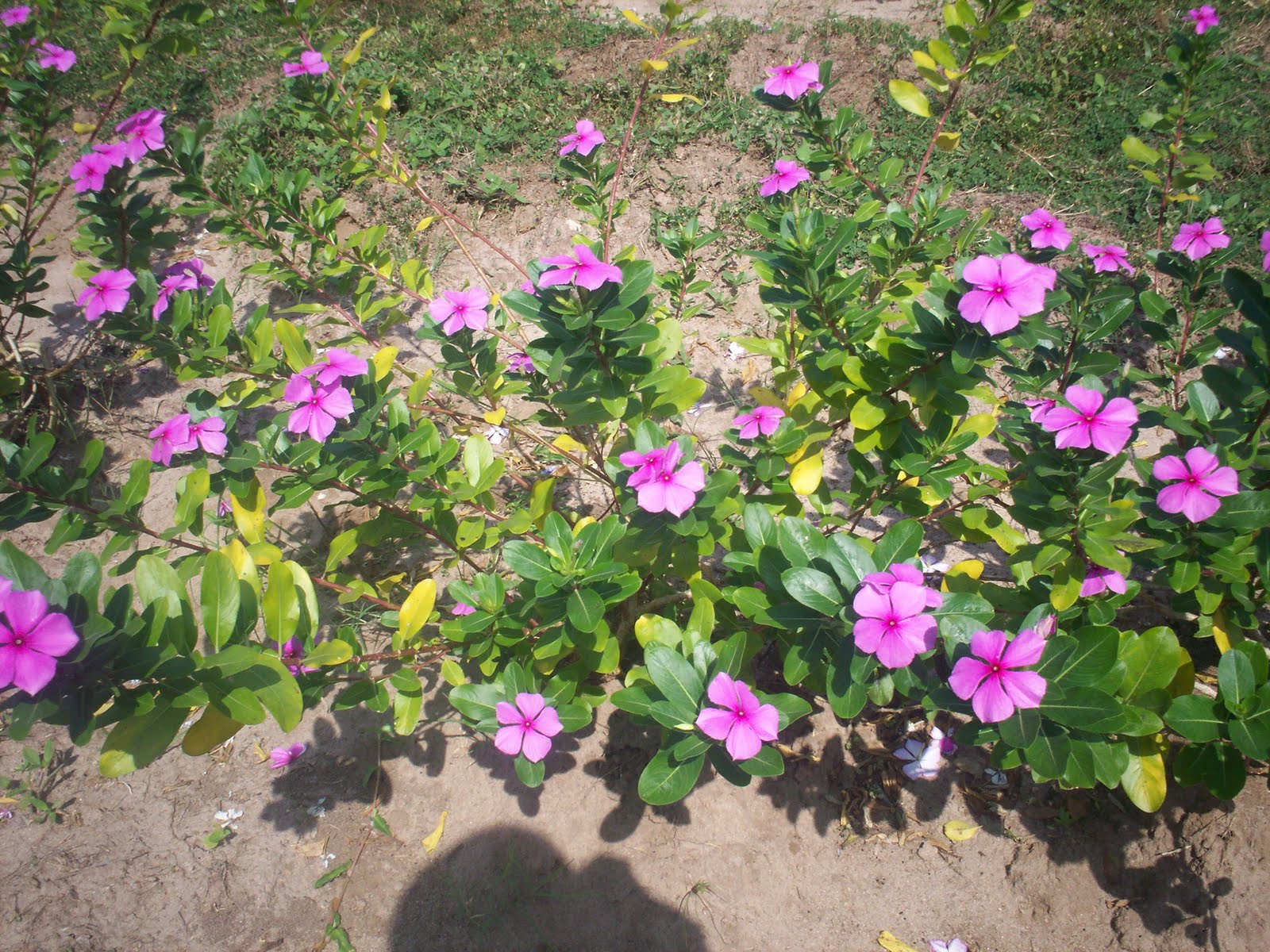 MEDICINAL PLANTS PLANTS OF ZANZIBAR: MEDICINAL PLANTS OF ZANZIBAR