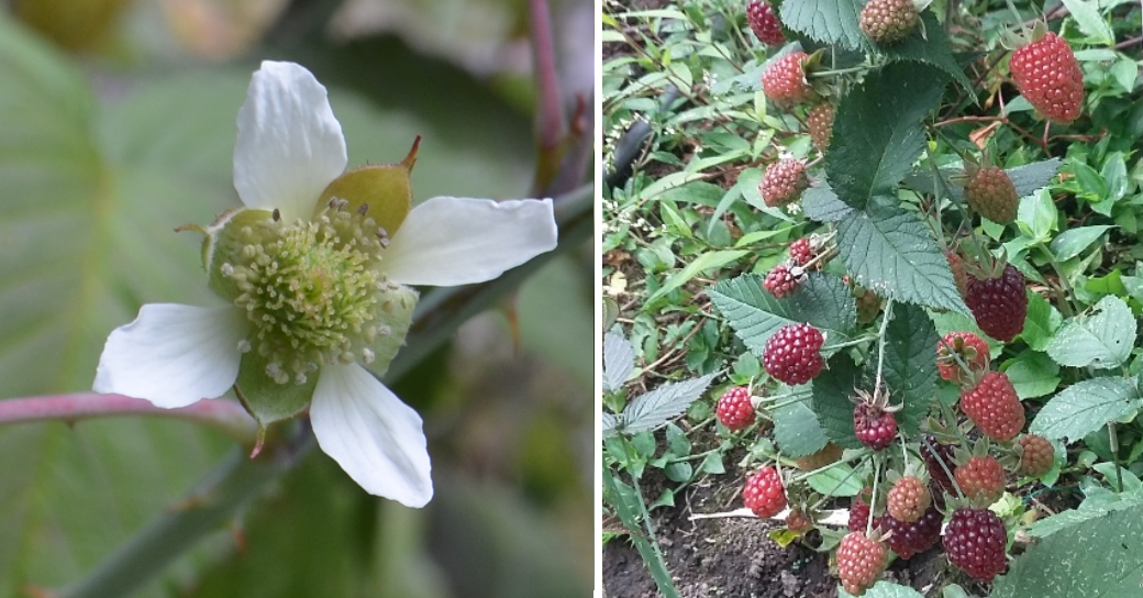 La historia de las plantas : La historia de la Mora (¿de Castilla?)
