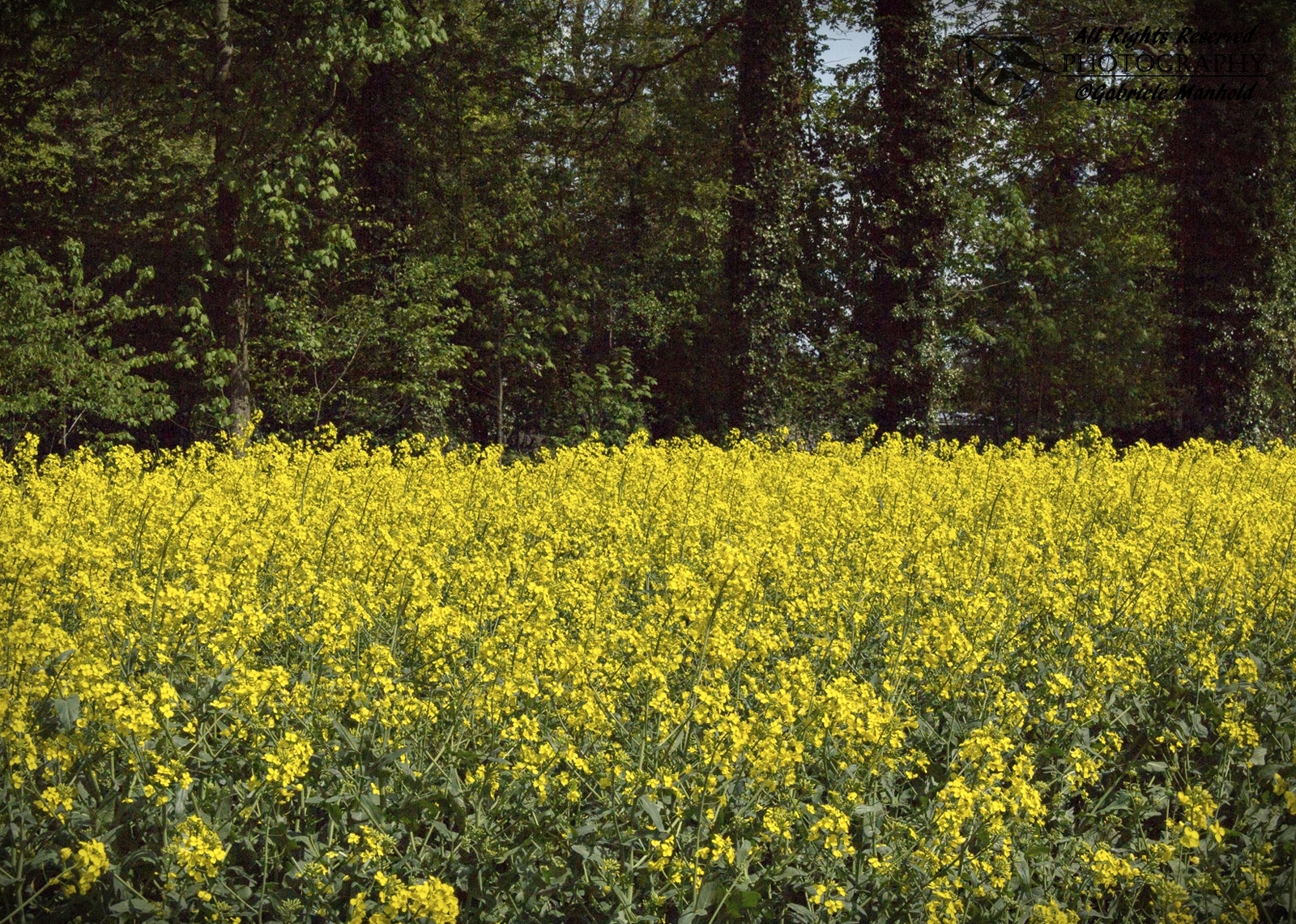Gabriele Manhold Photography: Blühende Rapsfelder, am 03. Mai 2018.