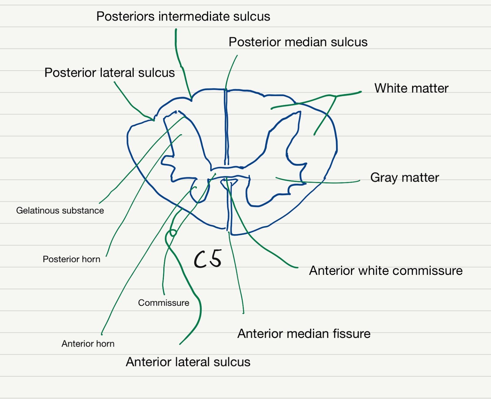 Neuroanatomy study notes