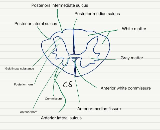 Neuroanatomy study notes