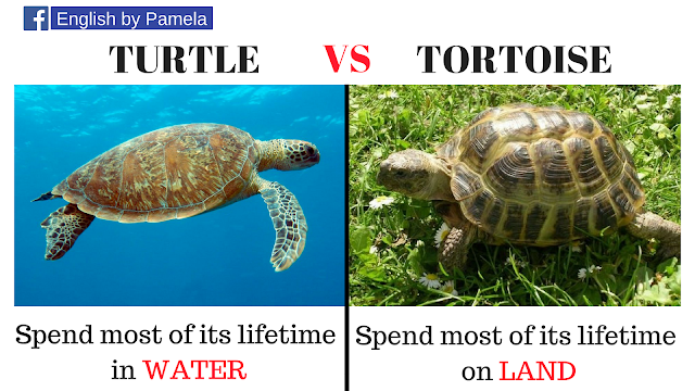 English by Pamela: TURTLE VS TORTOISE