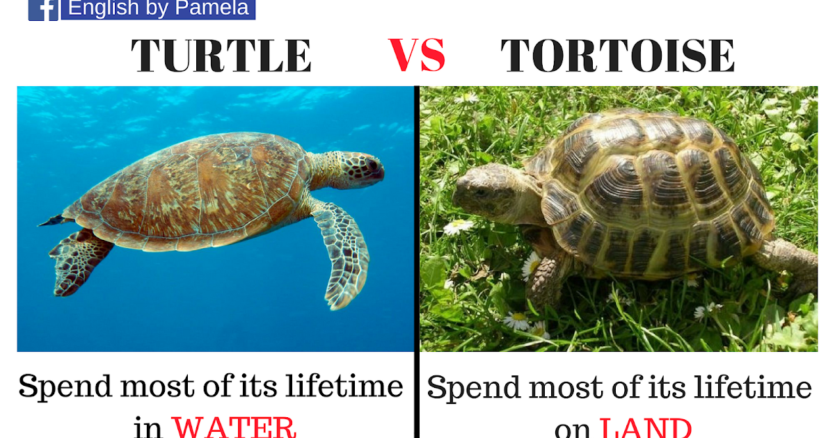 English by Pamela: TURTLE VS TORTOISE