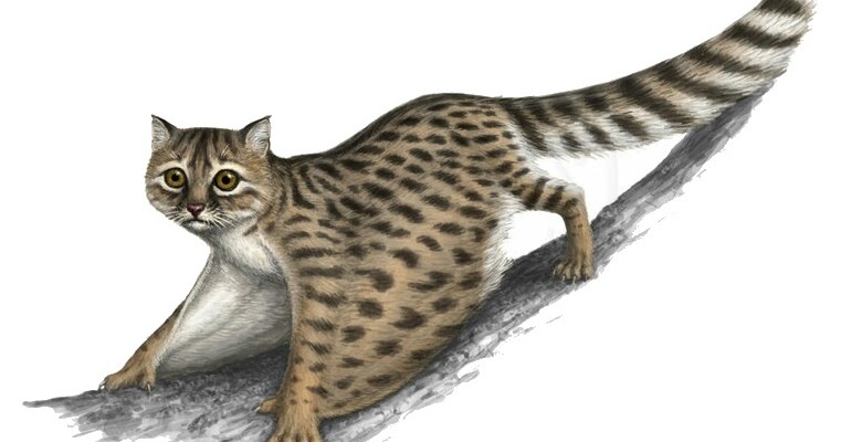 torpedo the ark: The Shape of Felines to Come: Brief Notes on the ...