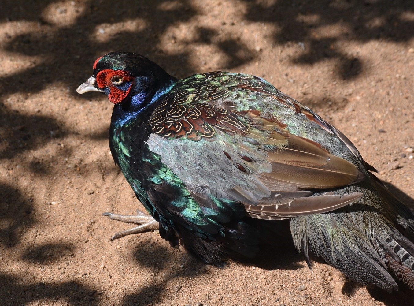 ZOOTOGRAFIANDO (6.096 ANIMALS): FAISÁN VERDE / GREEN PHEASANT (Phasianus versicolor)