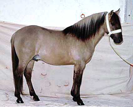 Real Academia do Copo: O Cavalo Sorraia