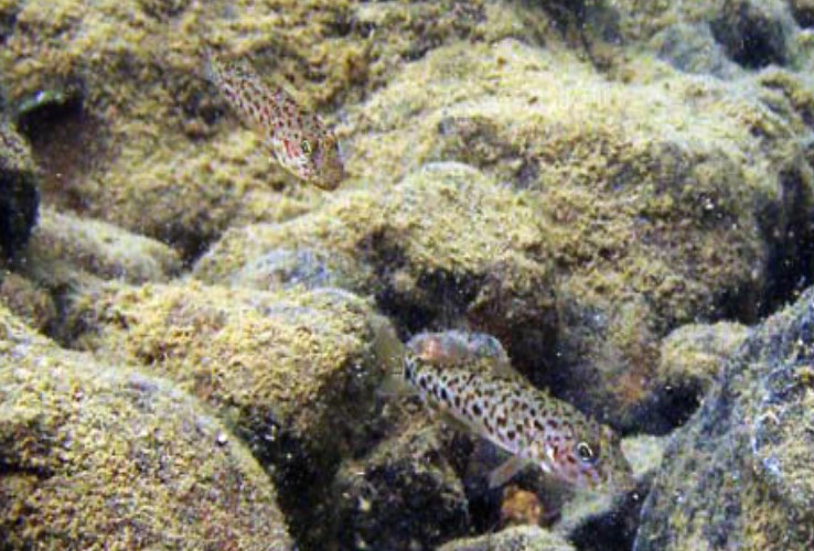 Mengunjungi Danau Terdalam di Asia Tenggara Yang Dihuni Ikan Purba ...