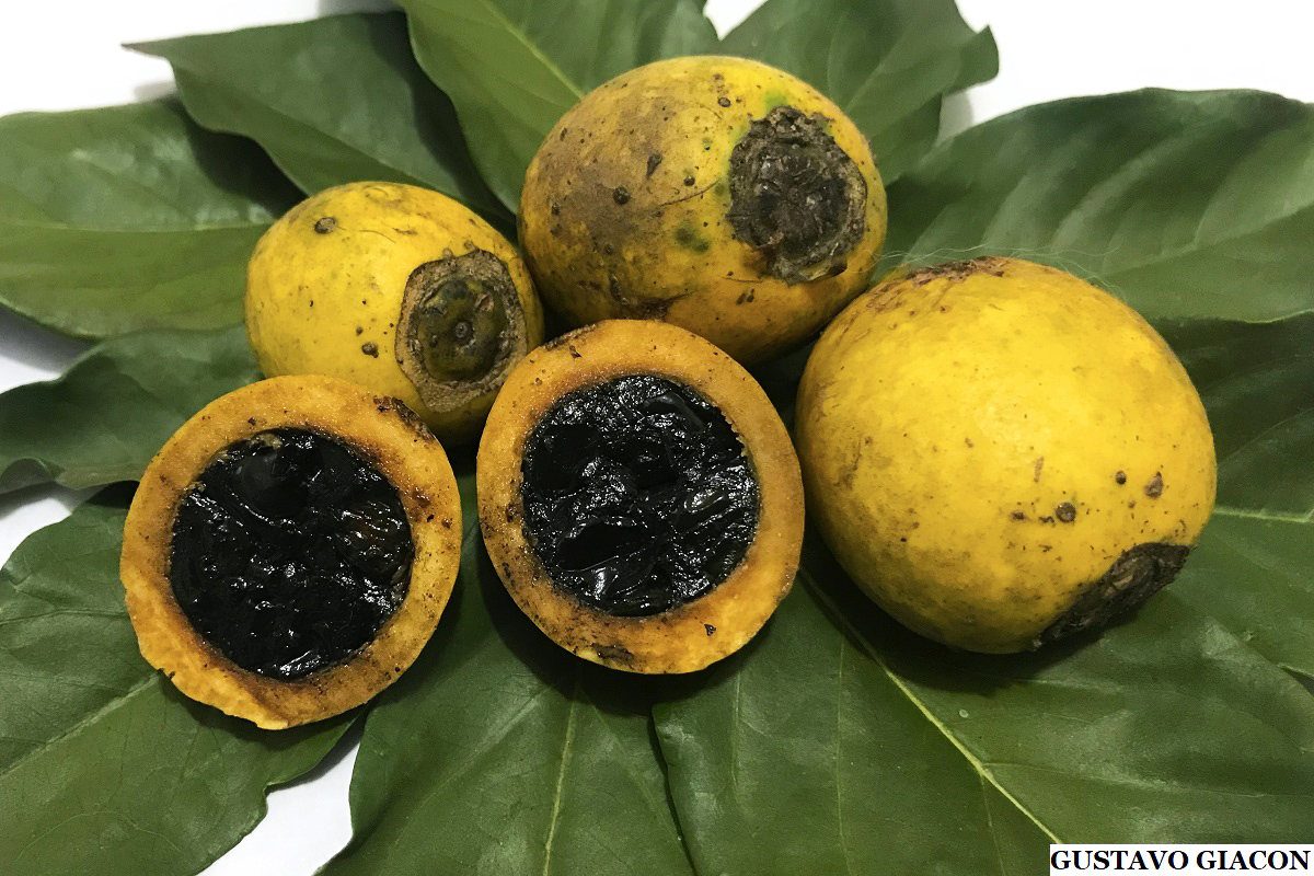 Viveiro Ciprest - Plantas Nativas e Exóticas: Limãozinho do Mato ( Randia ferox )