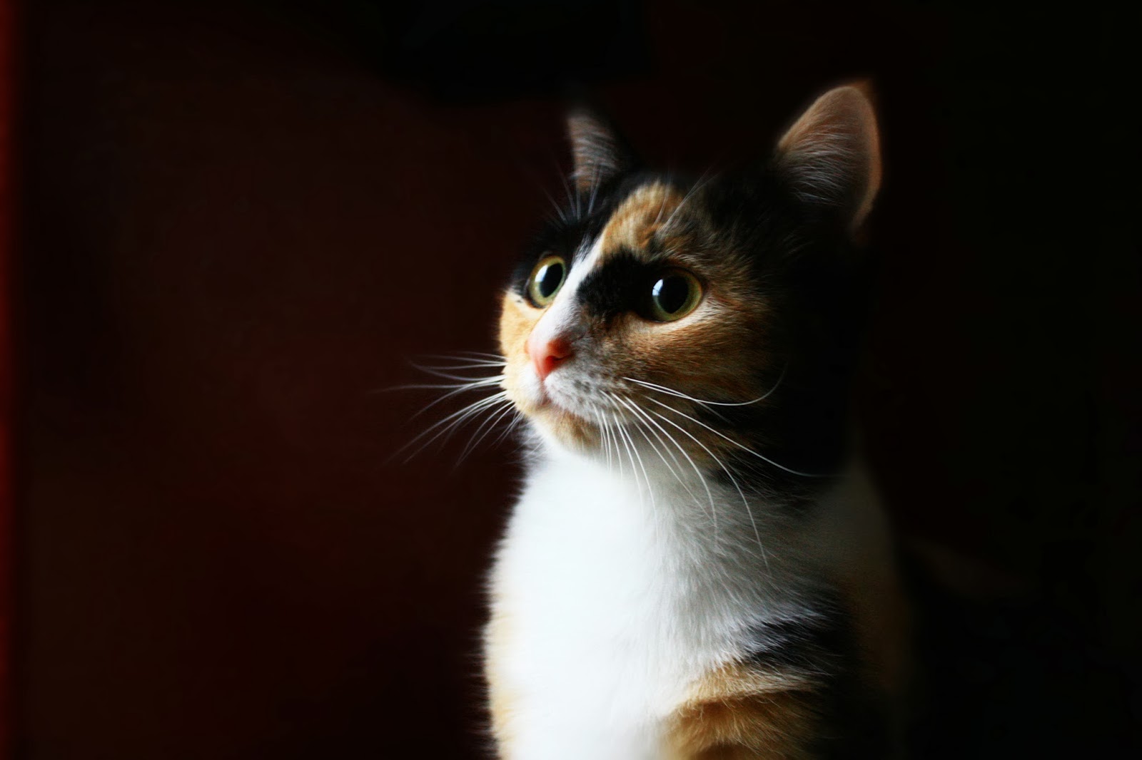 Siri, Queen of Little Bitty Life