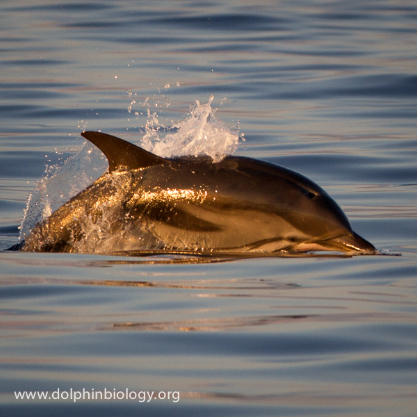 Dolphin Biology and Conservation: Early morning dolphin