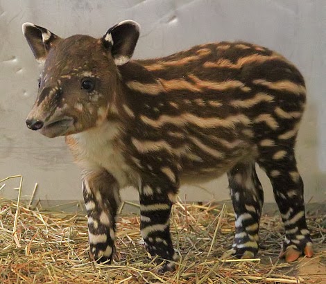 Baird’s Tapir | The Animals Biography