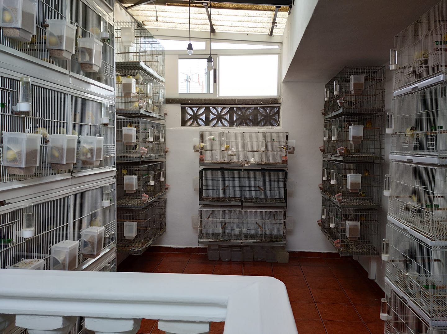 Aviario Meltin: Datos del Aviario