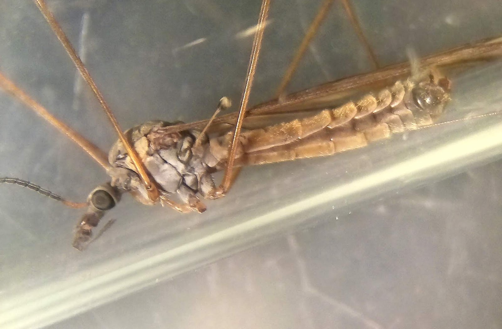 Flies of Fife: Tipula submarmorata new to Fife from Cullaloe LNR