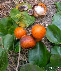 Kaduru/Goda kaduru/Strychnos nux-vomica | Herbal plants Sri Lanka
