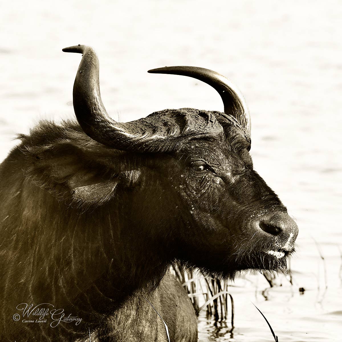 WILDLIFE GATEWAY: Au fil des eaux ougandaises