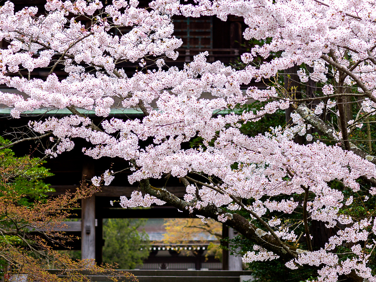 FROM THE GARDEN OF ZEN: Sakura blossoms: Engaku-ji