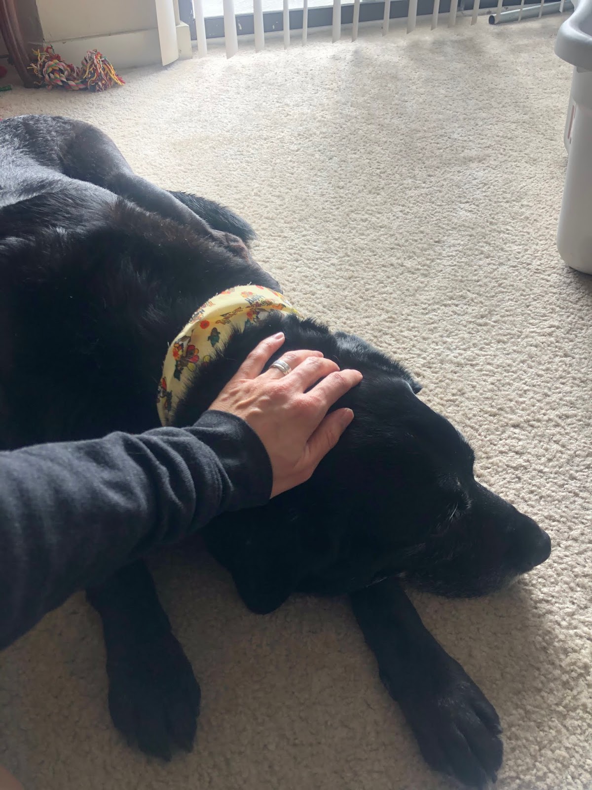 A New Day: Sweet Beast and Another Surgery