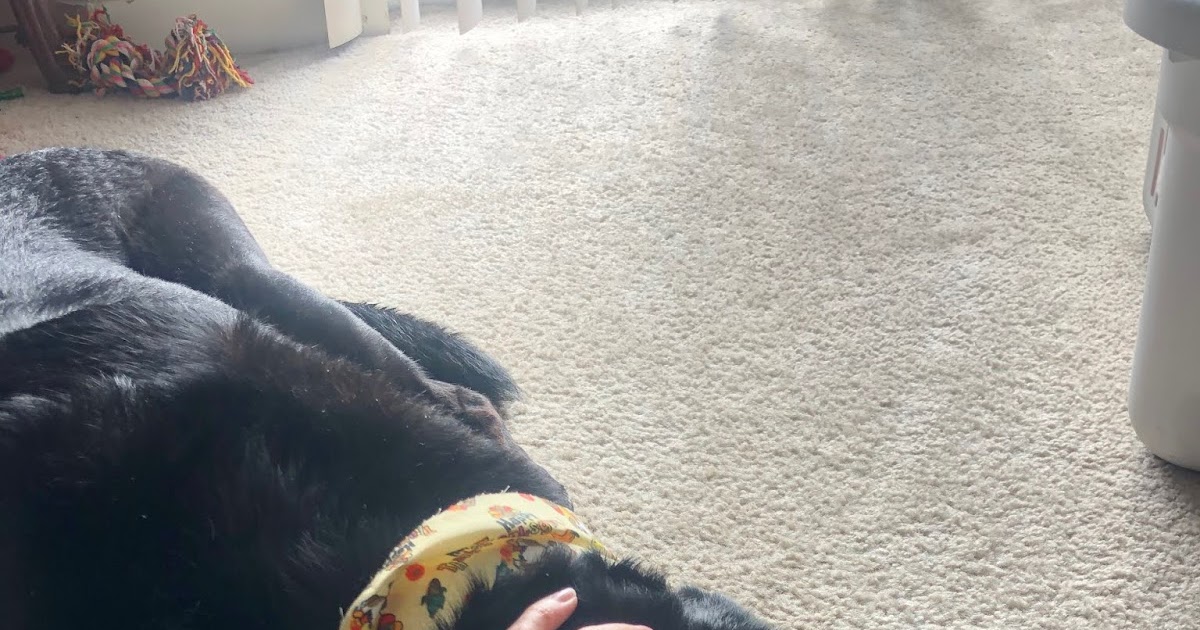 A New Day: Sweet Beast and Another Surgery