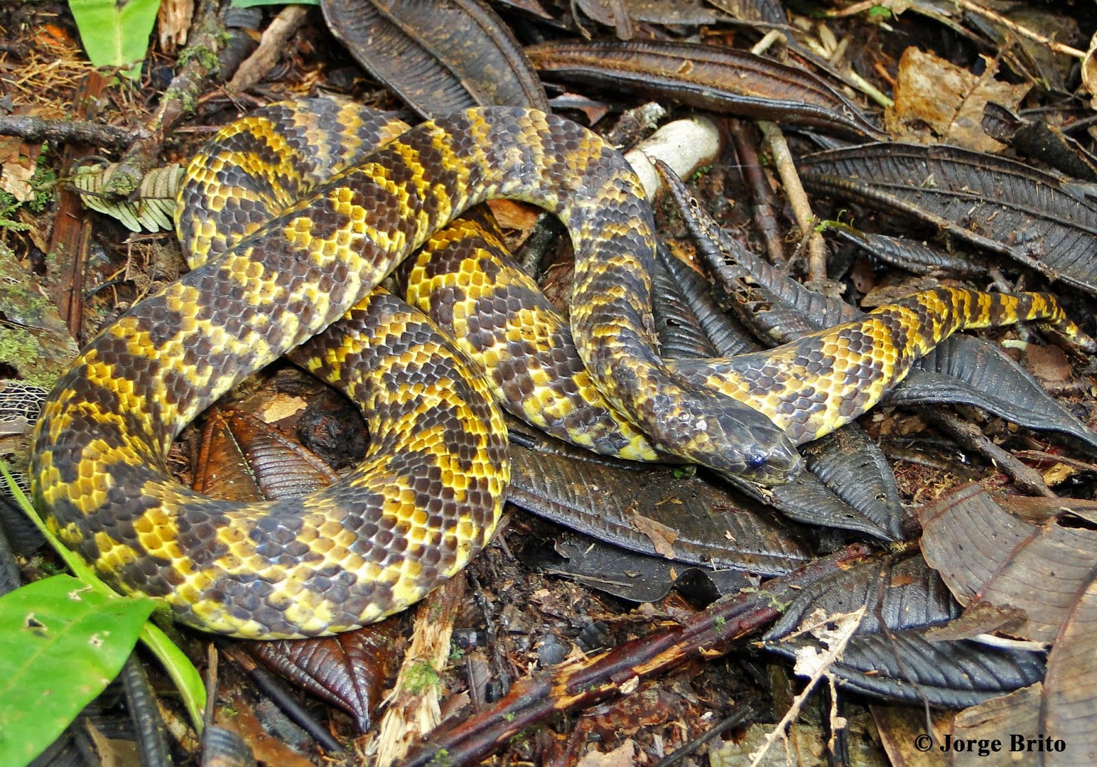 Species New to Science: [Herpetology • 2018] Atractus atlas • A Giant ...