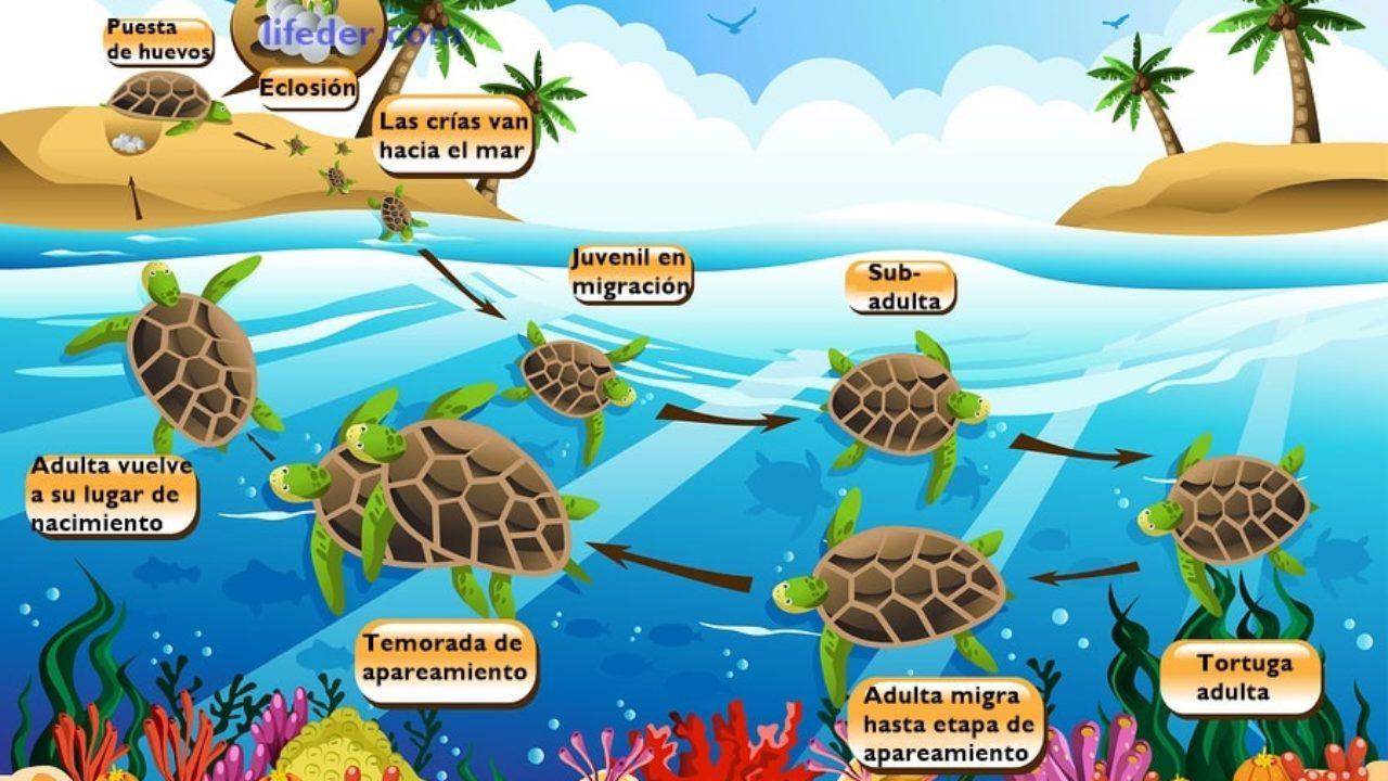 MIIEL3: LAS TORTUGAS MARINAS